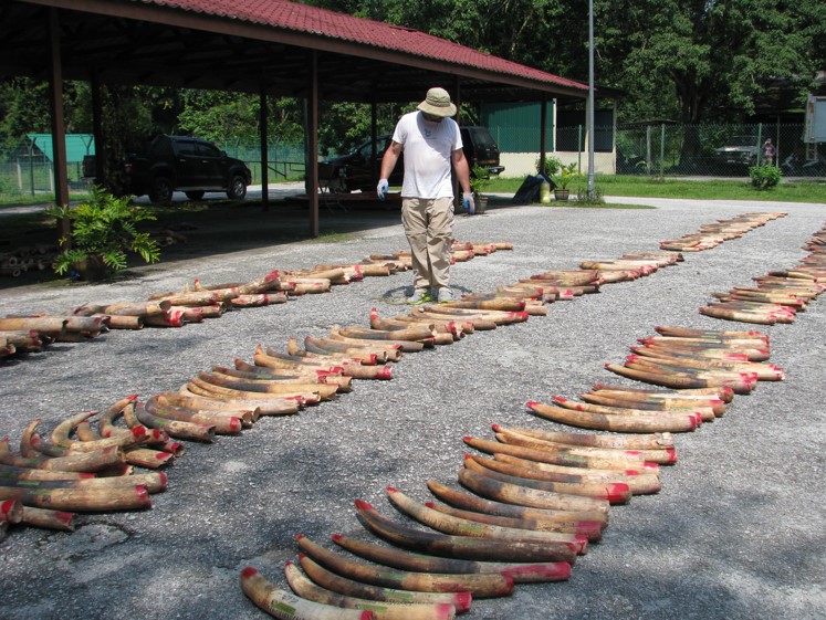 Tracing the ivory trail – @theU