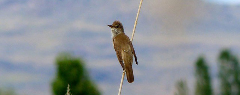 A SONGBIRD’S TRAVELOGUE – @theU