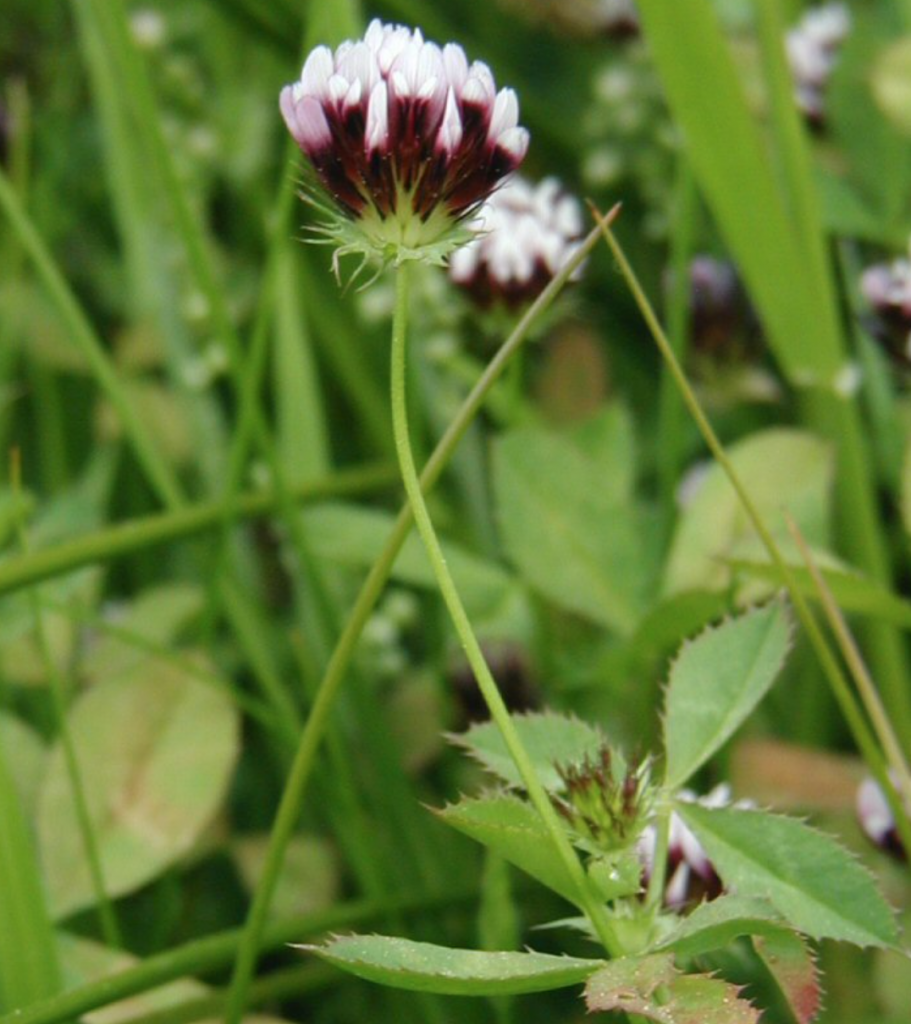 ‘SHAMROCKS’ OF UTAH – @theU