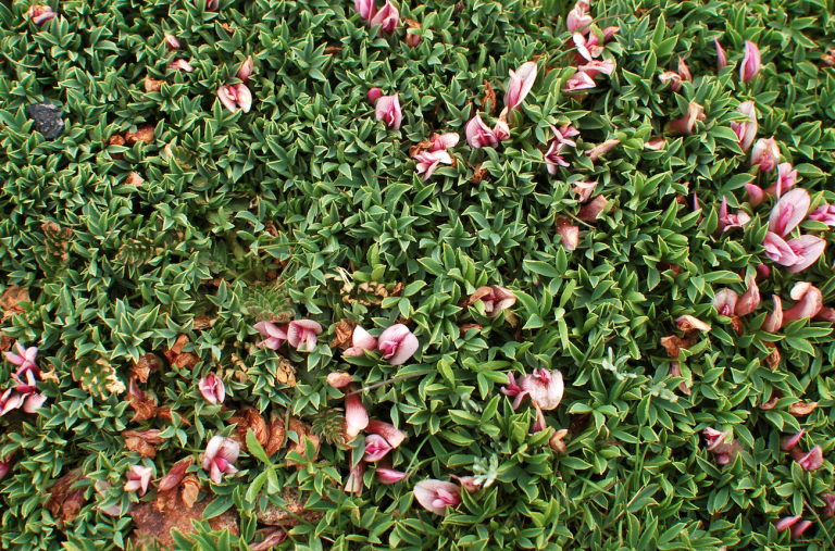 ‘SHAMROCKS’ OF UTAH – @theU