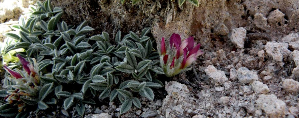 ‘SHAMROCKS’ OF UTAH – @theU