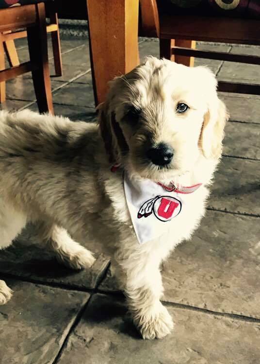 DOG DAYS OF SUMMER – @theU