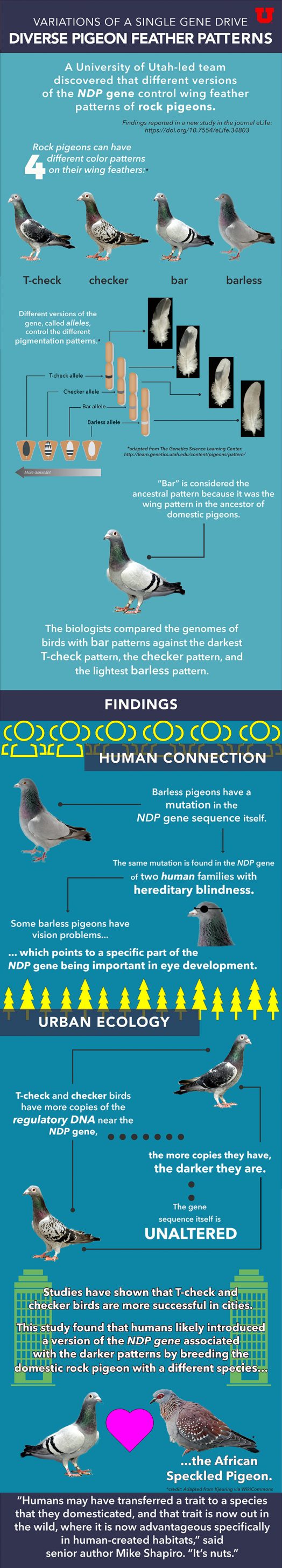 THE GENE BENEATH MY WING…PATTERNS – @theU