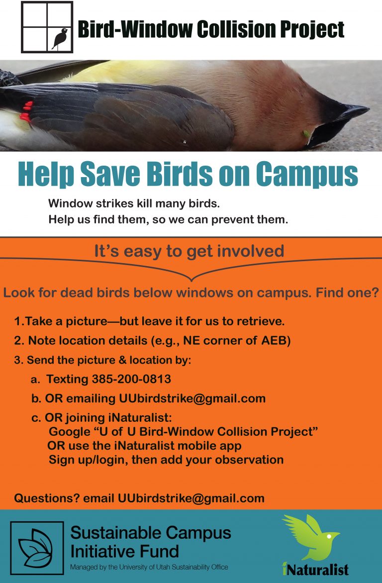 Saving birds – @theU
