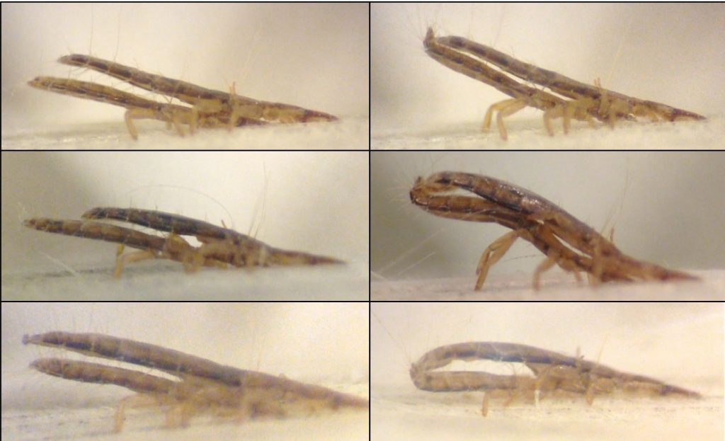 Sex, lice and videotape – @theU