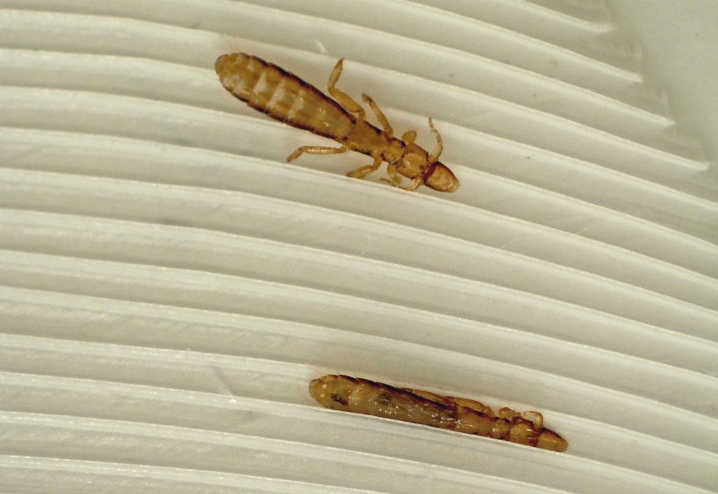 Sex, lice and videotape – @theU