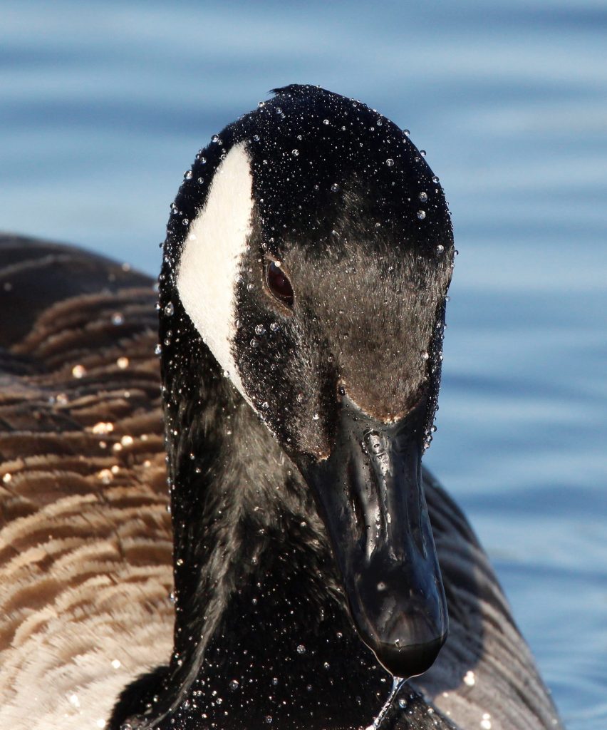 ‘Alien’ bird invasions – @theU