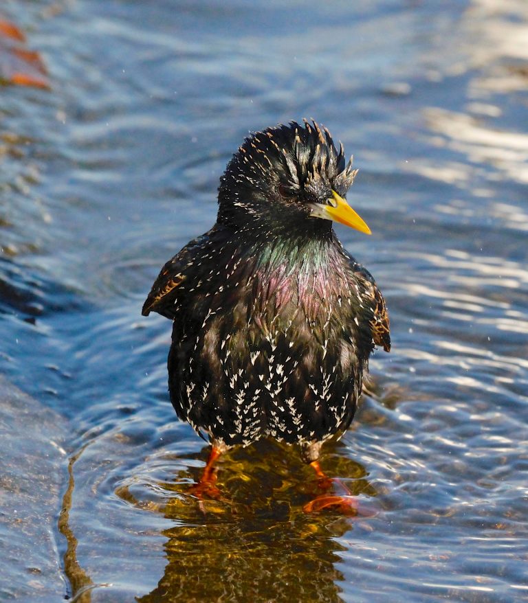 ‘Alien’ bird invasions – @theU