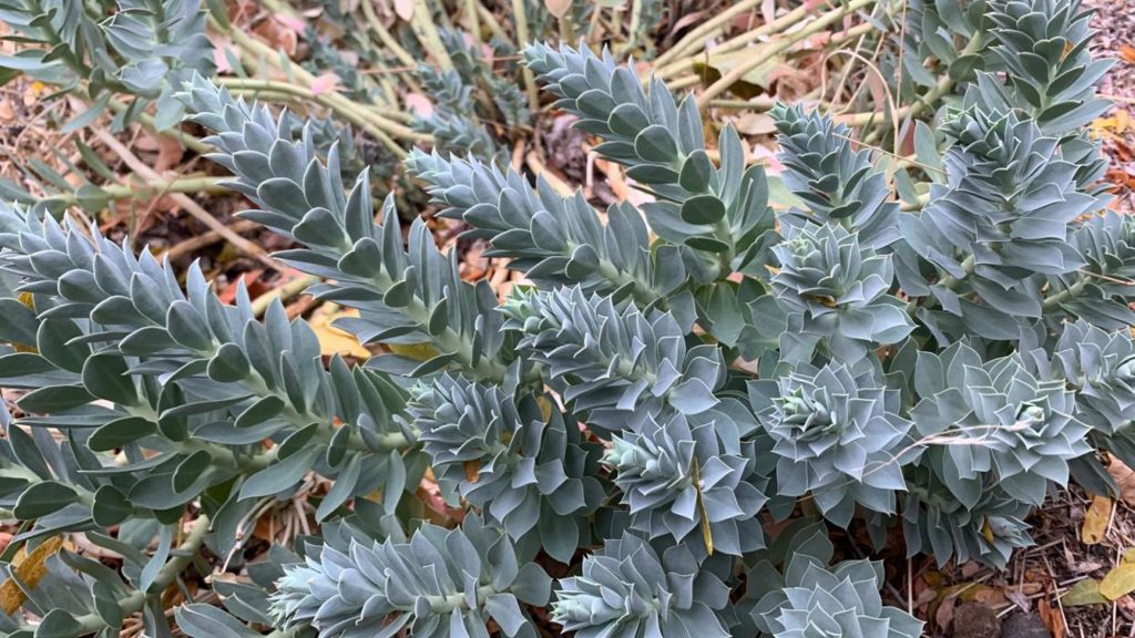 Beautiful but noxious weed taking over Salt Lake City | @theU