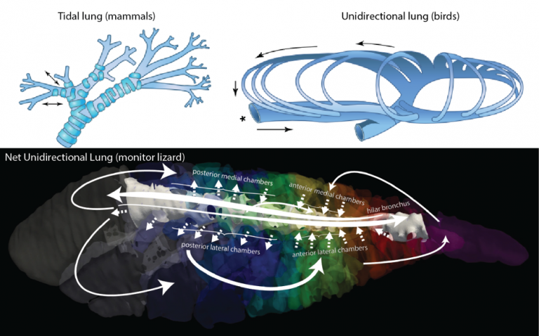The role of lizard lungs in evolutionary biology – @theU