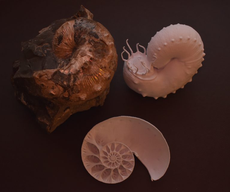 Ancient ammonoids’ shell designs may have aided buoyancy control – @theU