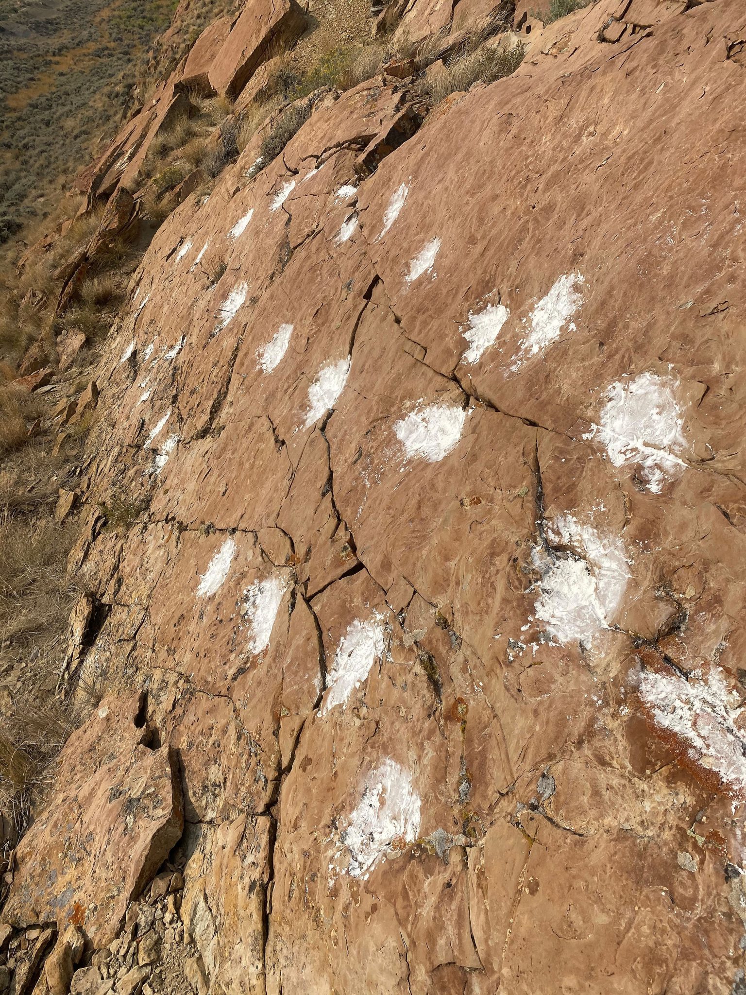 Fossilized tracks show earliest known evidence of mammals at the ...