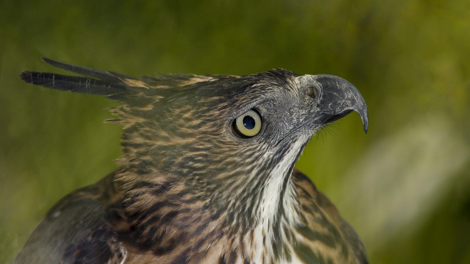 What factors put Philippine birds at risk of extinction? | @theU