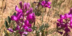 8 wildflowers to see in the Wasatch foothills – @theU