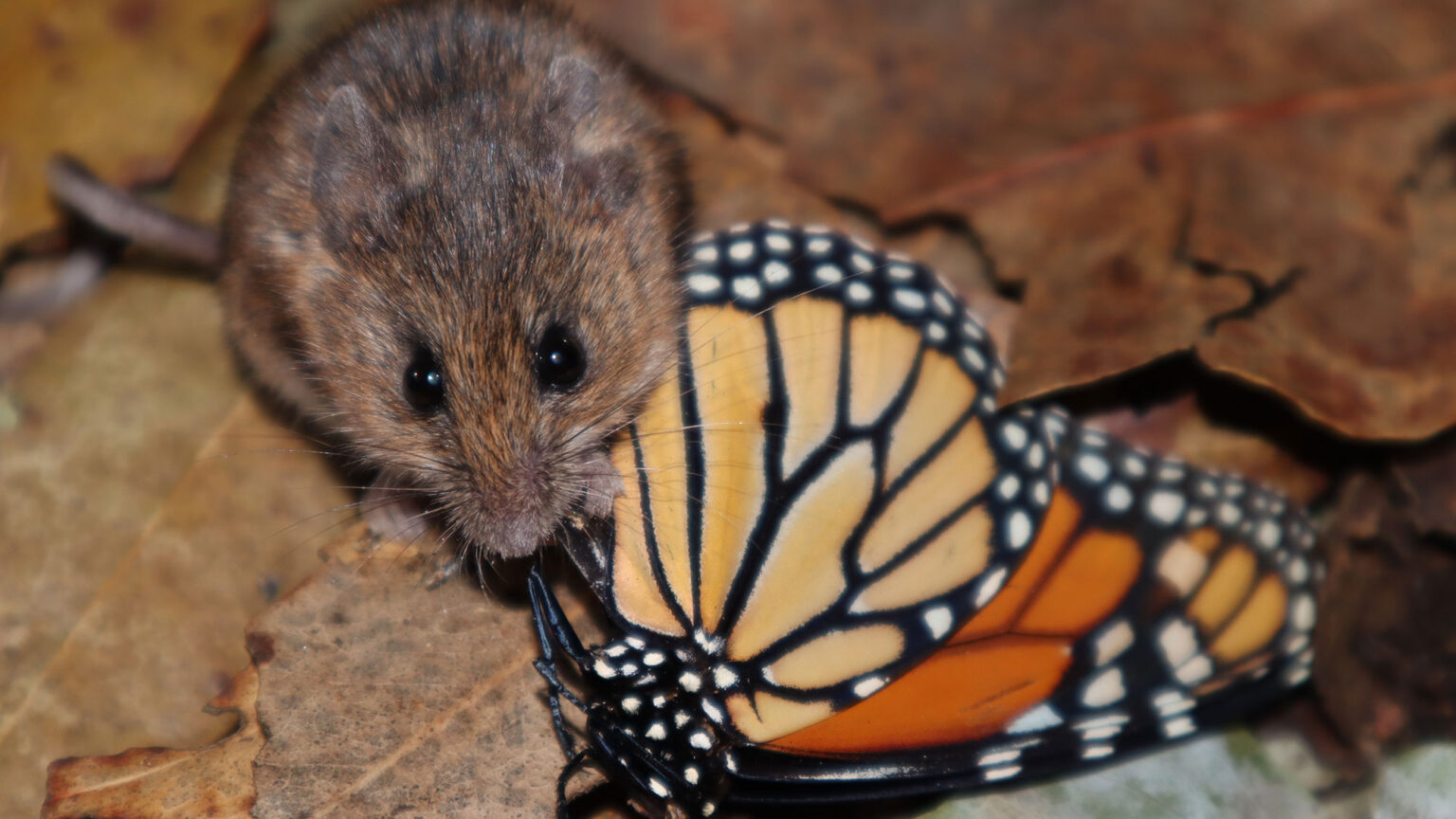 California mice eat monarch butterflies | @theU