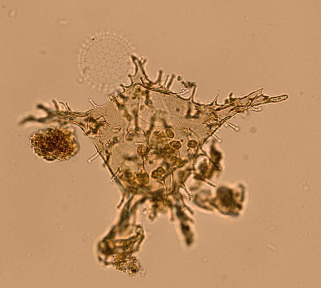 Ancient volcanism drove global warming that marked the end of the ...