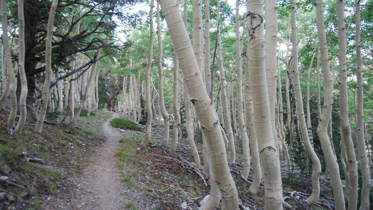 How a walk in nature restores attention – @theU