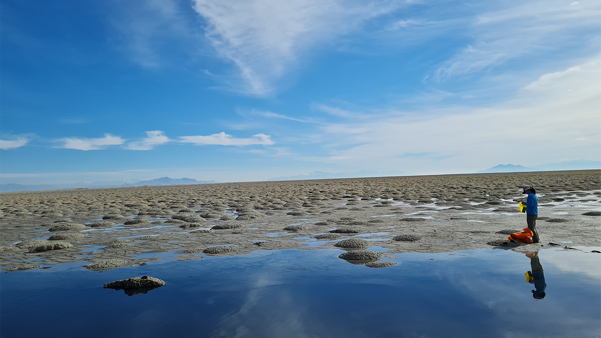 Roundworms and the Great Salt Lake ecosystem – @theU