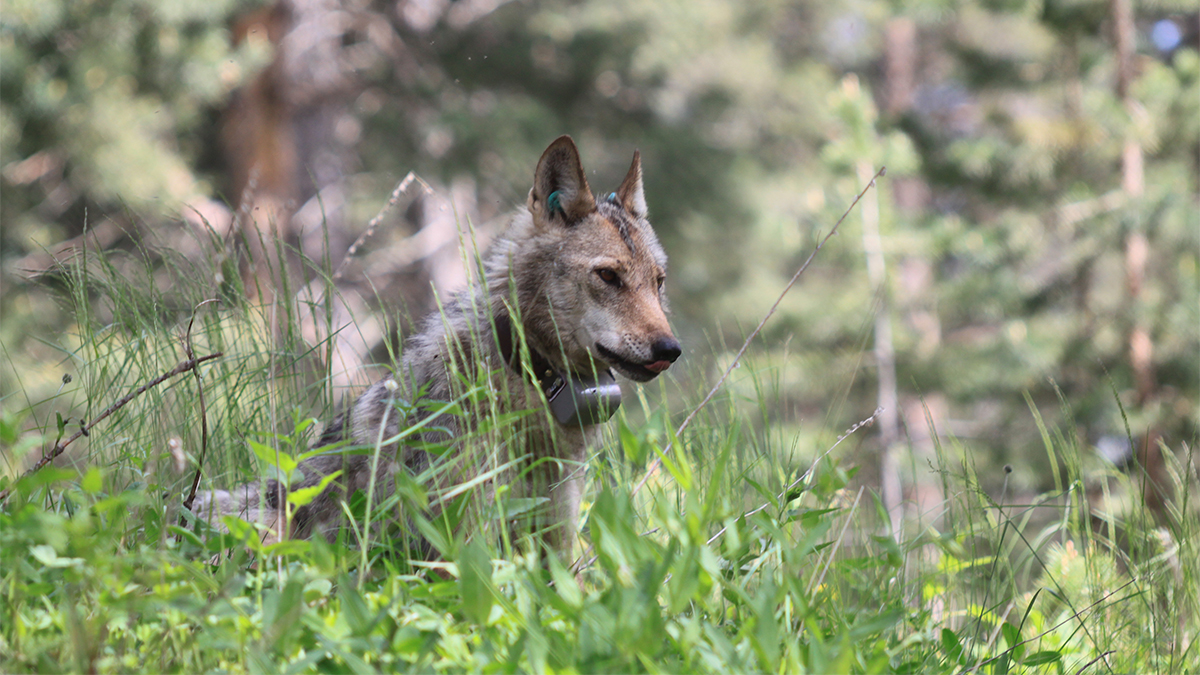 In Turkey, wolves and people have shared a landscape for generations ...