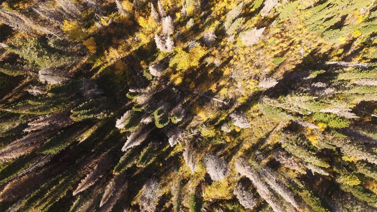 Meet the new insect killing Utah’s fir trees – @theU