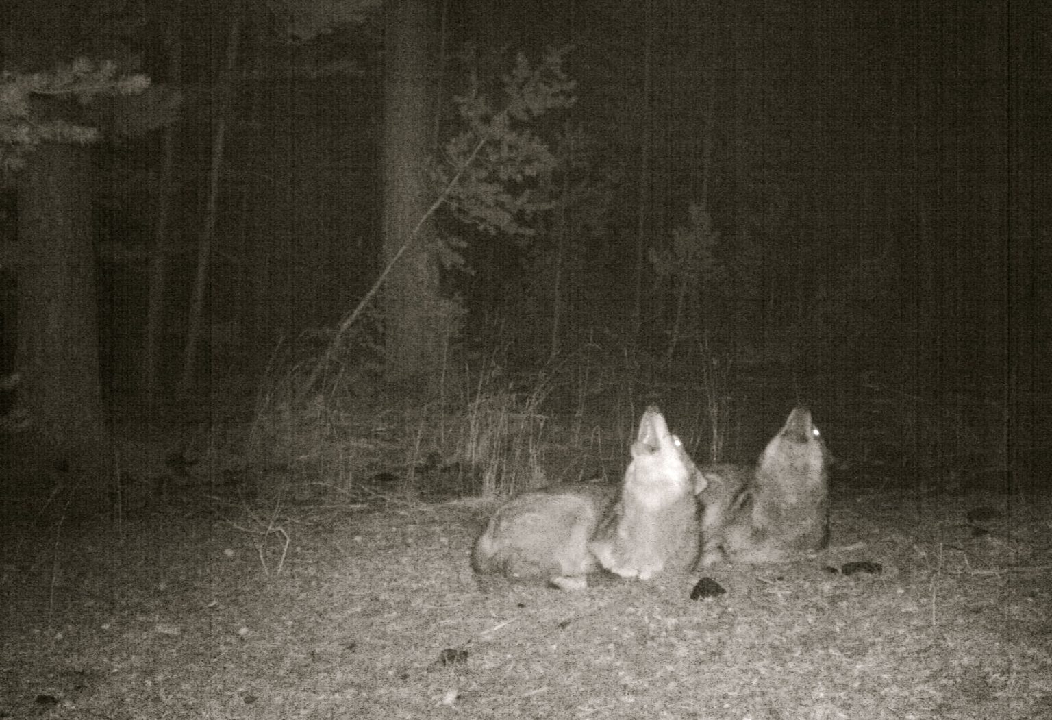 In Turkey, wolves and people have shared a landscape for generations ...