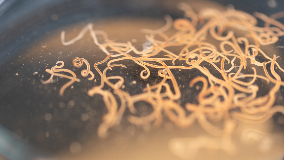 The parasites that transformed our immune system – @theU