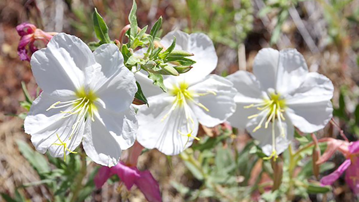Natural area native plants – @theU