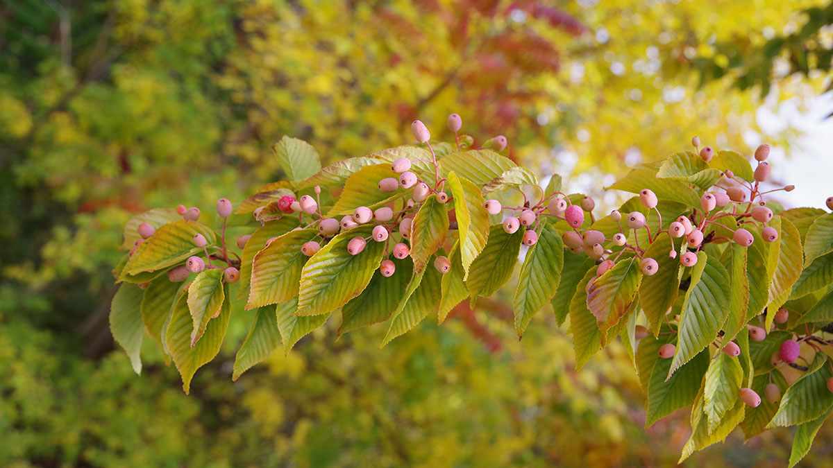 November’s splendor at Red Butte Garden – @theU