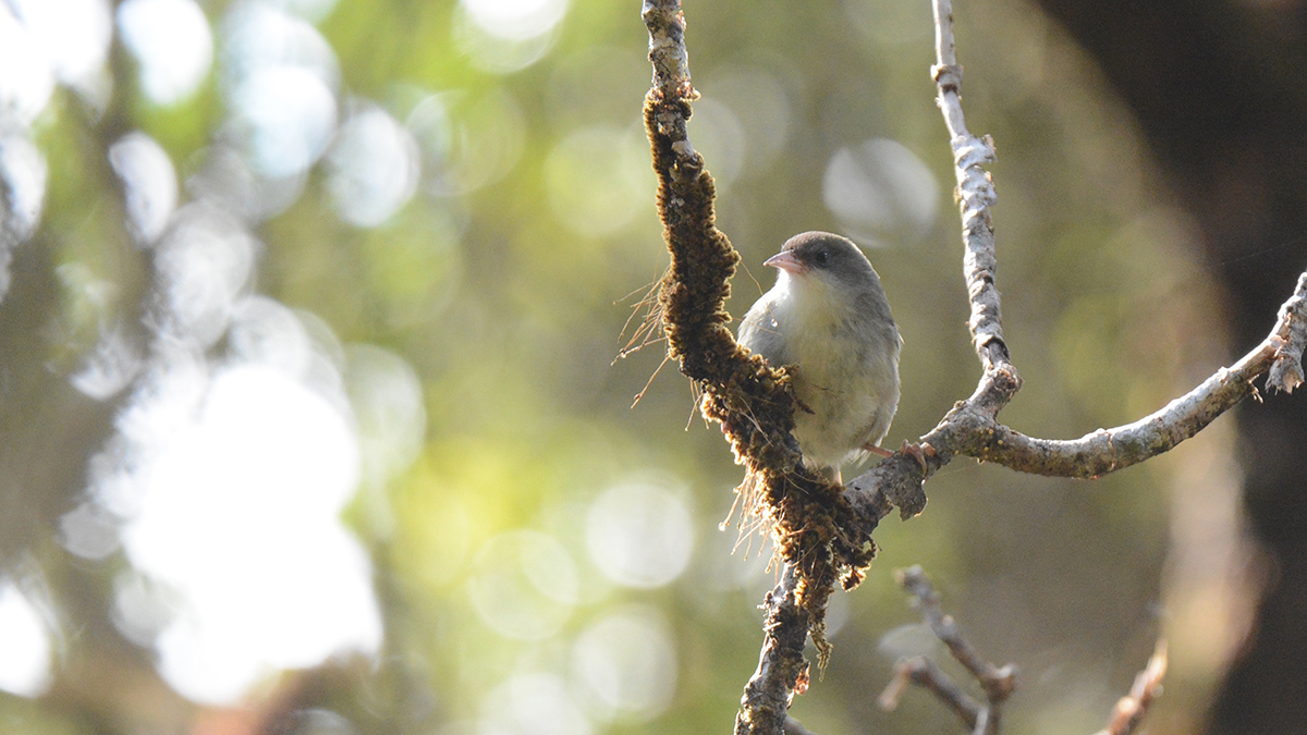 Discovering the traits of extinct birds – @theU