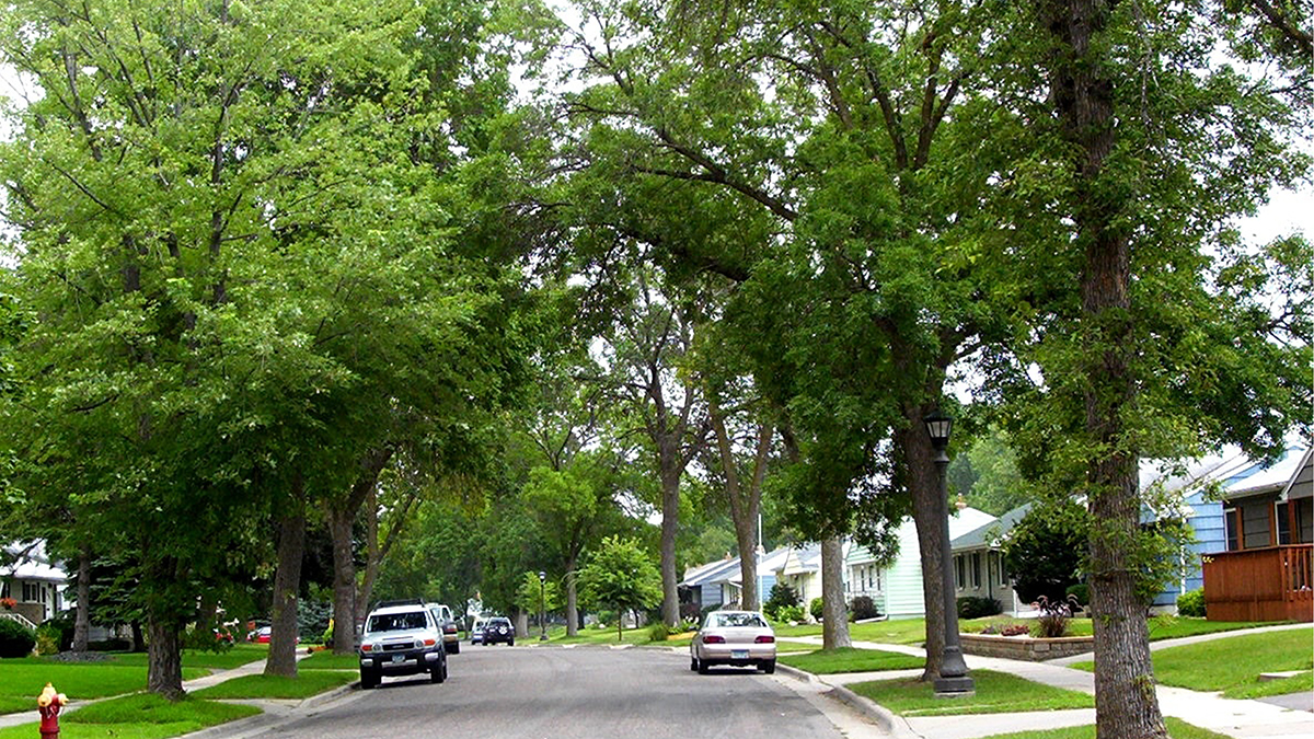 Loss of urban trees affects education outcomes – @theU