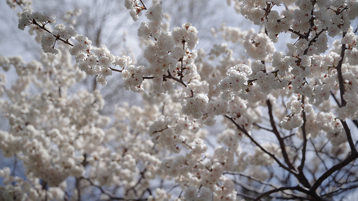 Popcorn trees and skunky blooms – @theU