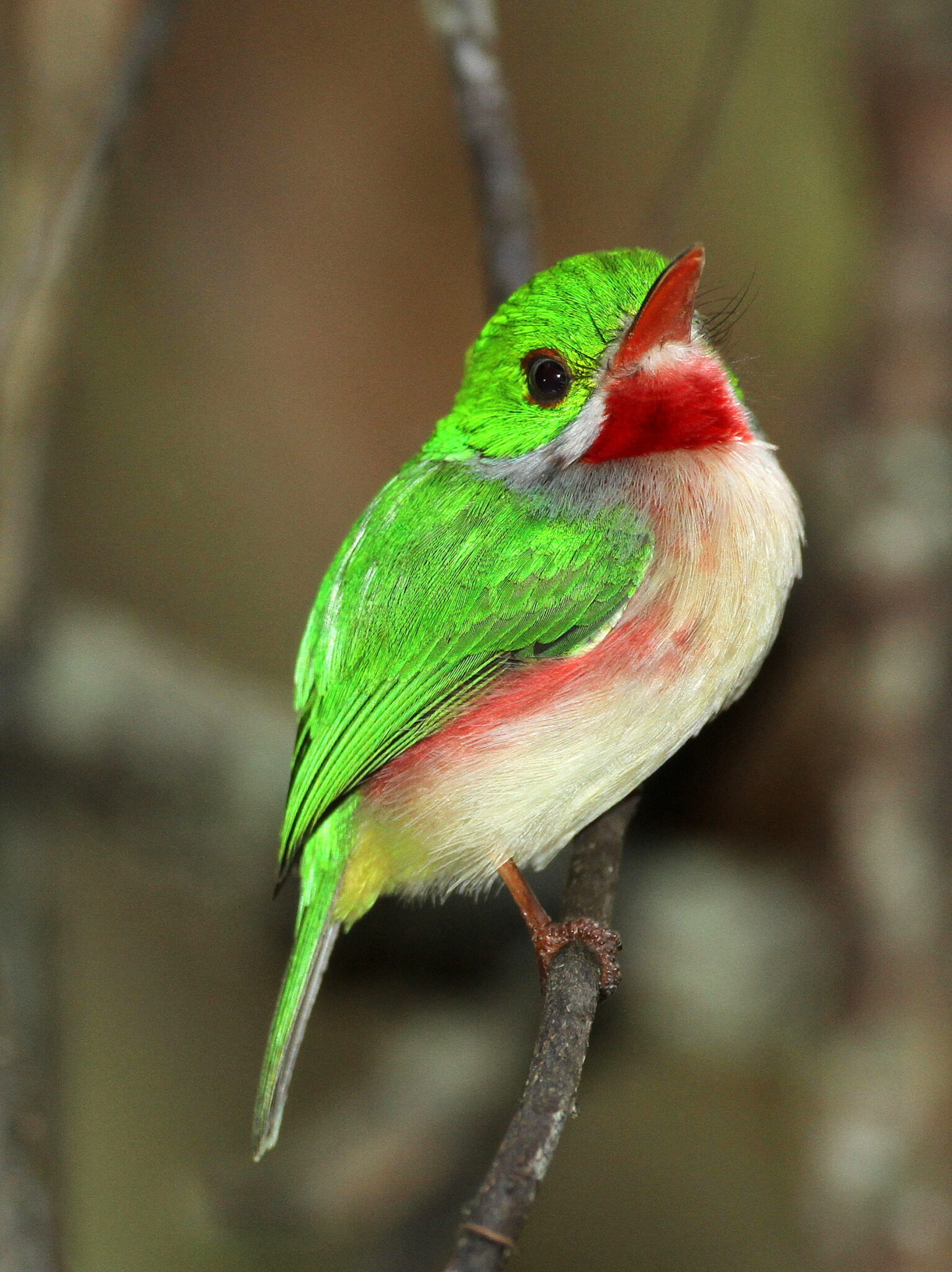 Newly released dataset tracks ecological traits for 11,000 birds – @theU