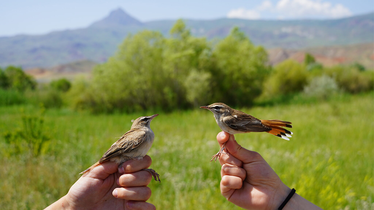 My summer banding birds in eastern Turkey – @theU