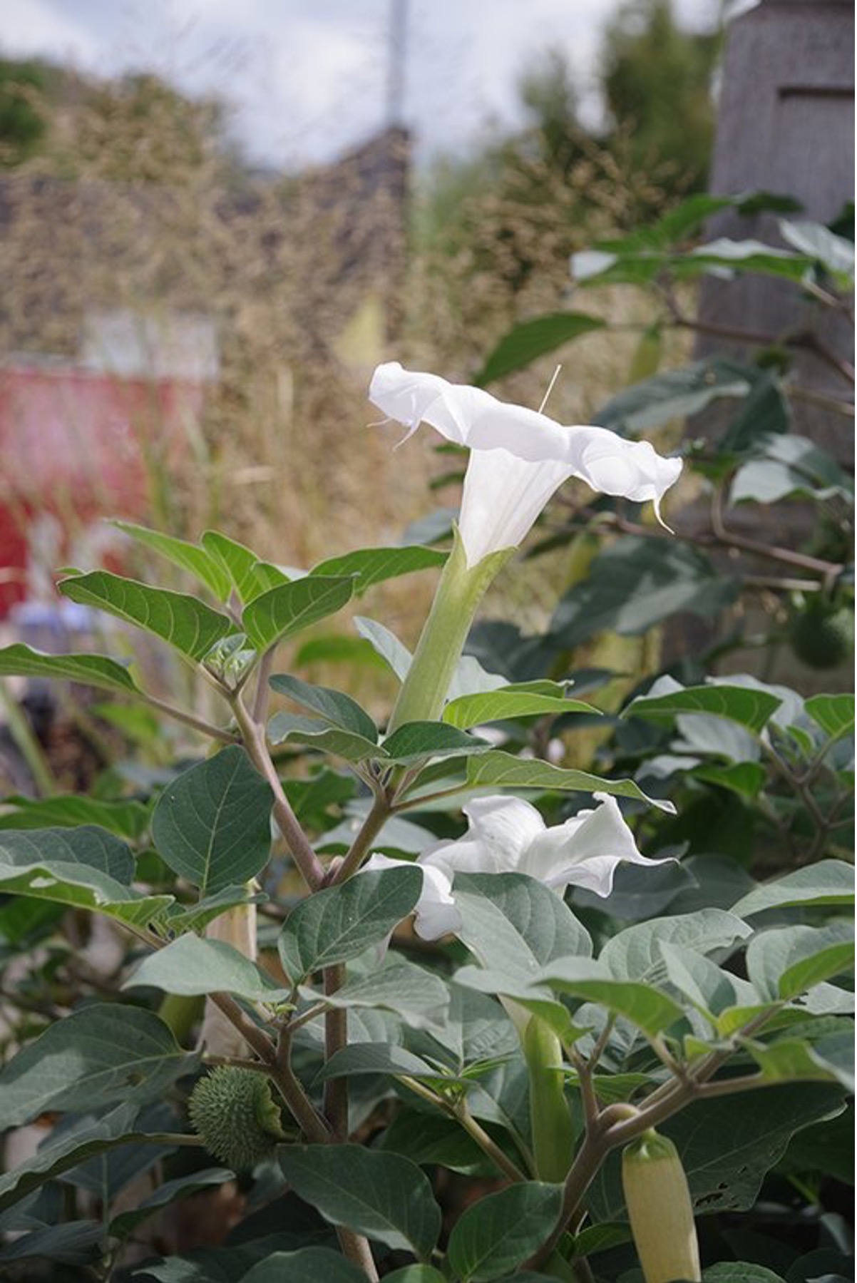 Late summer bloomers – @theU