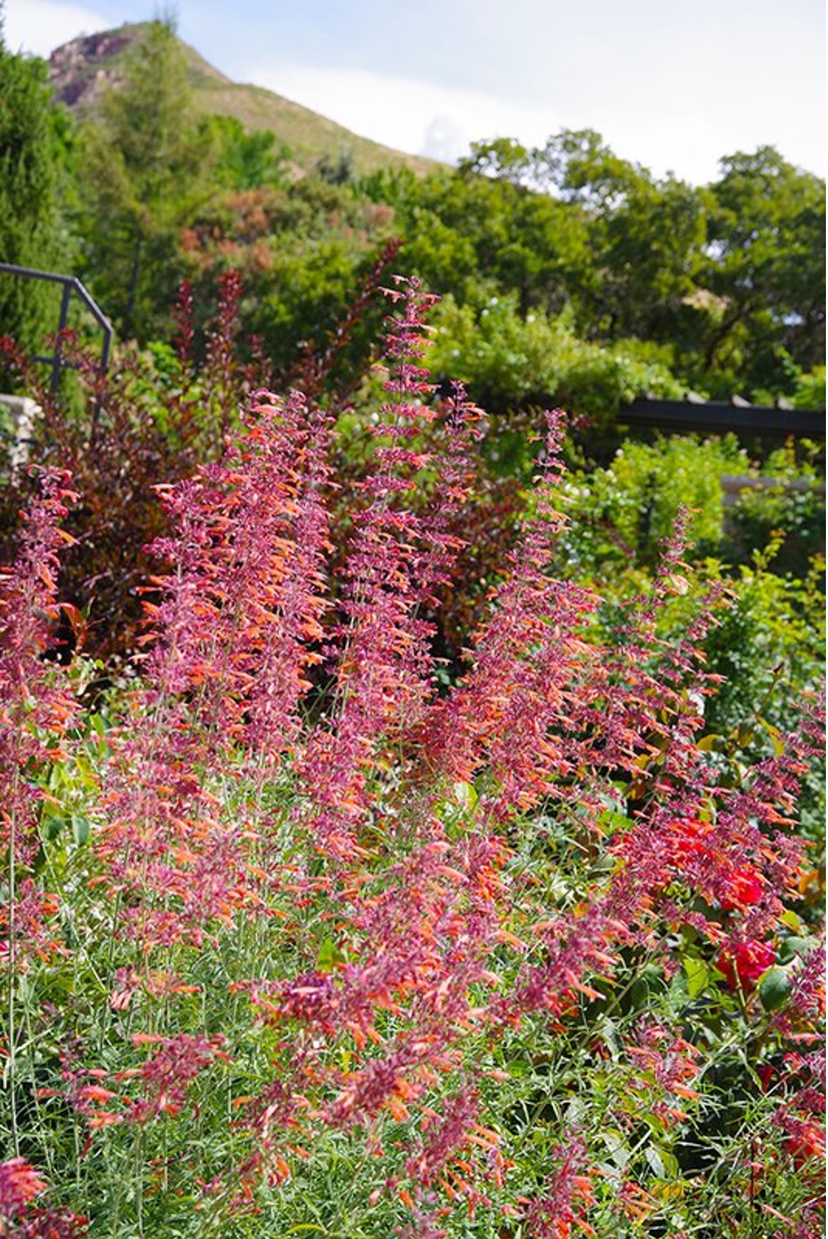 Late summer bloomers – @theU