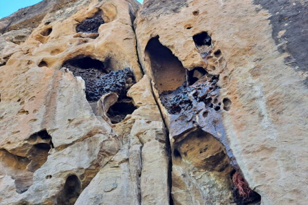 The poop-pile time capsules of Range Creek Canyon – @theU